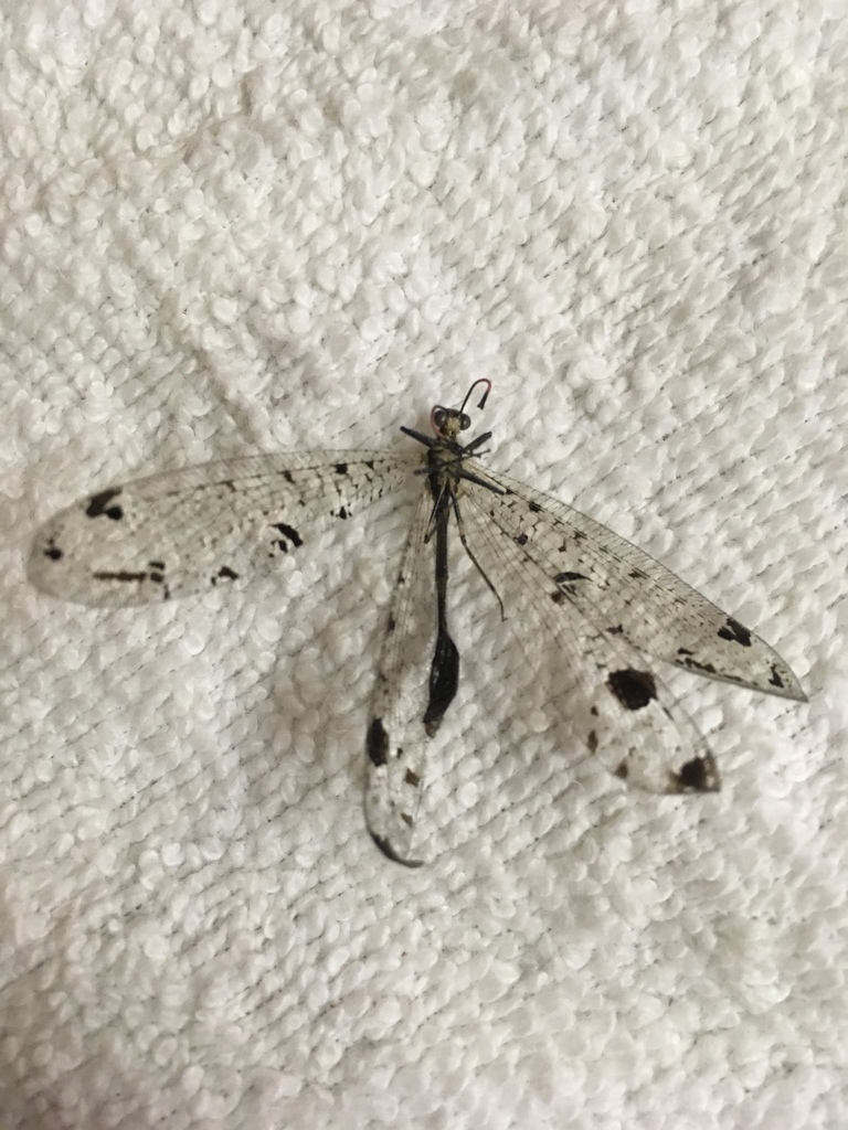 Eastern Spotted-winged Antlion from Pinnacle Mtn State Park, Roland, AR ...