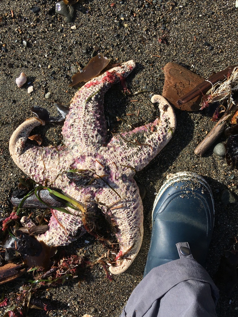 Giant Pink Sea Star from Halibut Bight, Tlell, CA on February 26, 2021 ...