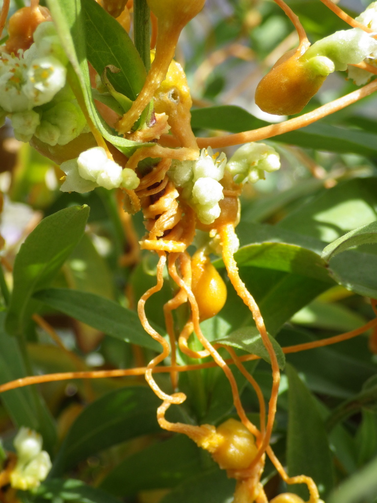 dodders from Spokane, Washington, United States on September 19, 2014 ...