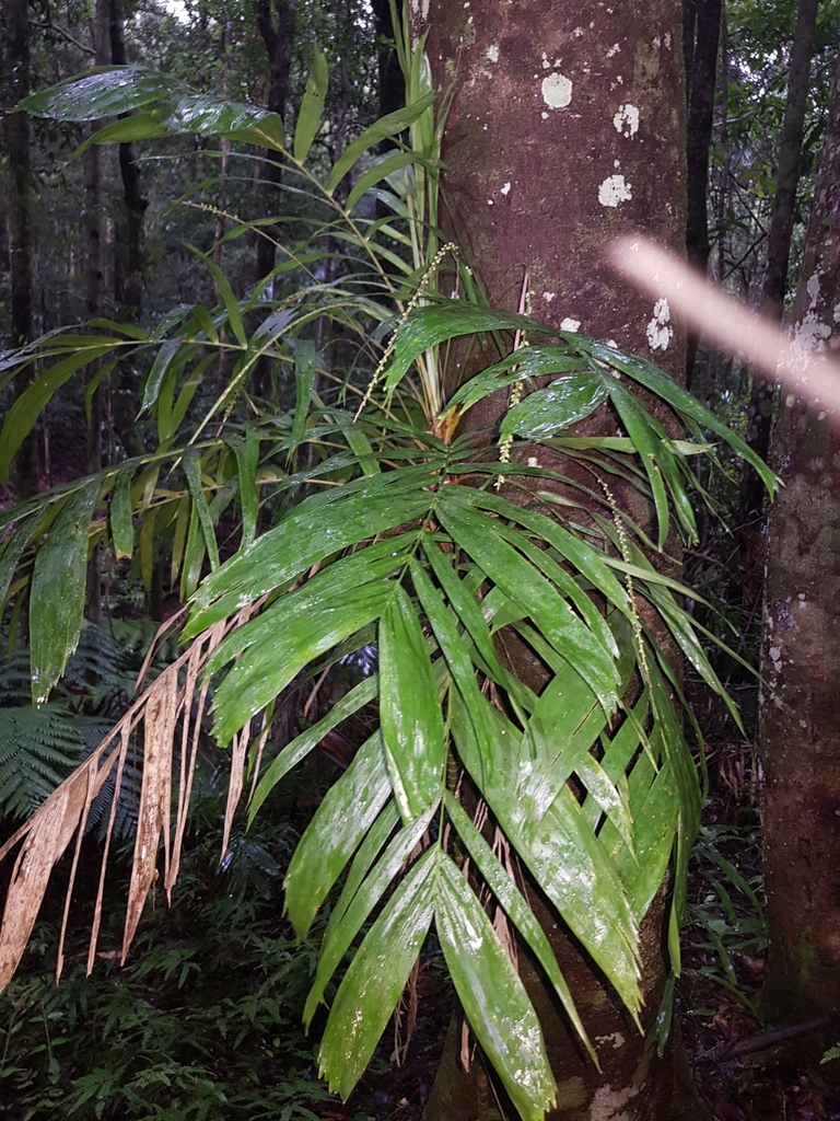 Walking stick palm from Korora NSW 2450, Australia on February 27, 2021 at 02:35 PM by Nick ...