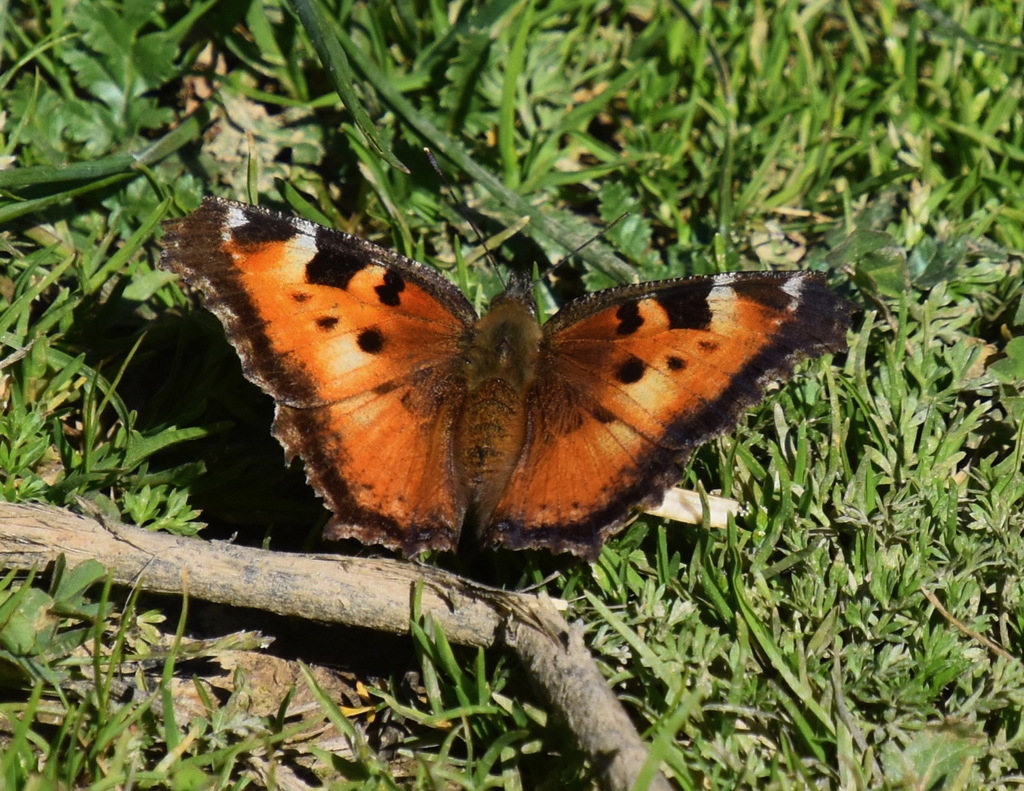 California Tortoiseshell from Mariposa County, CA, USA on February 26 ...