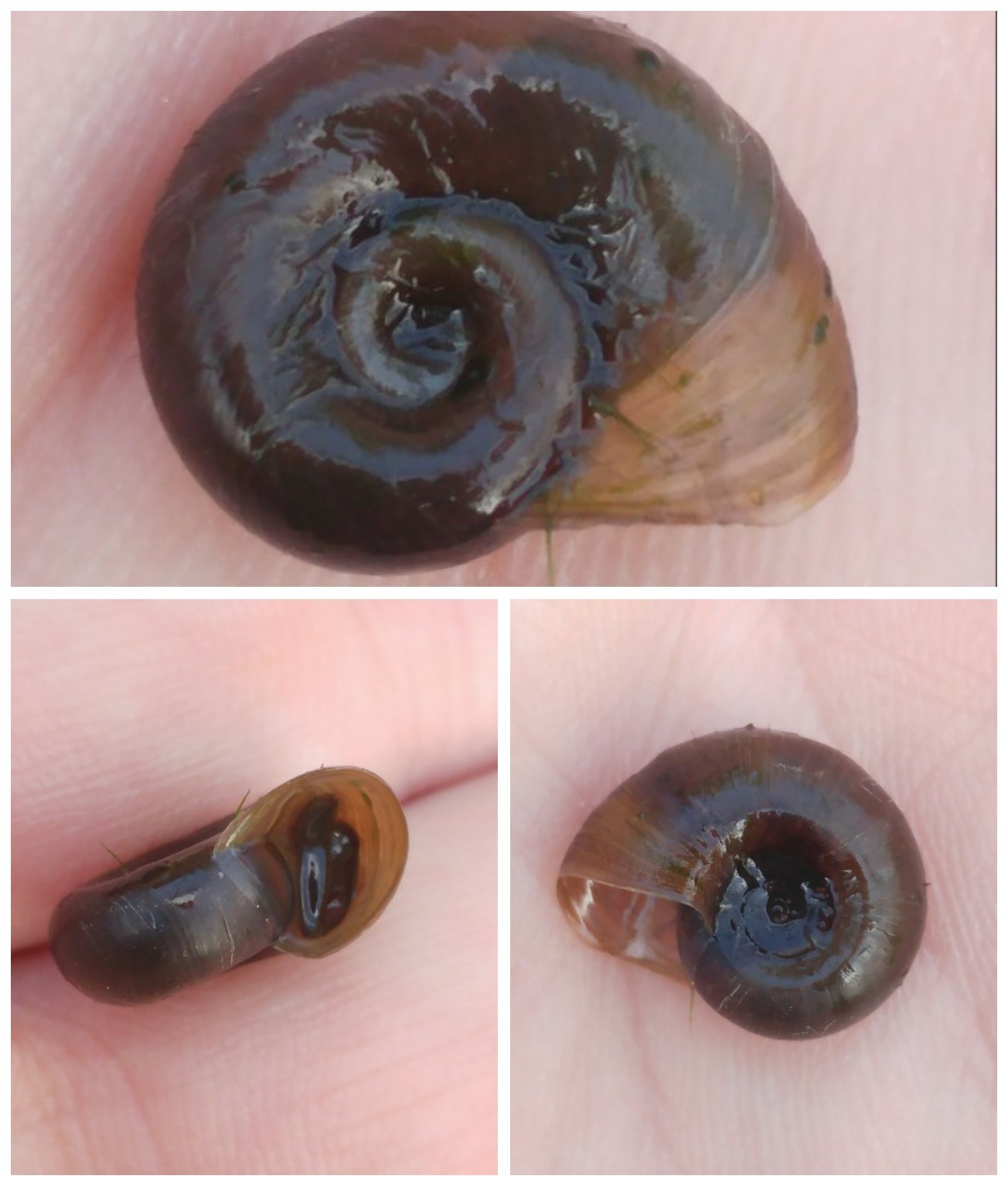 Planorbella duryi (Wetherby, 1879)