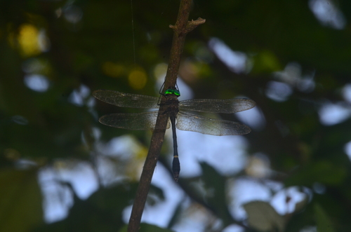 Macromia westwoodii · iNaturalist United Kingdom