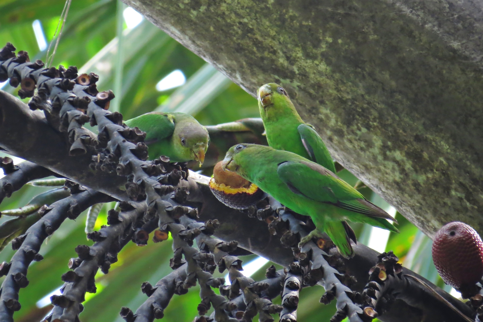 Sapphire Rumped Parrotlet