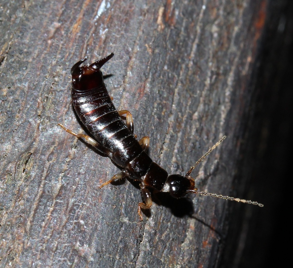 Ring-legged Earwig from South Bank, South Brisbane QLD, Australia on ...