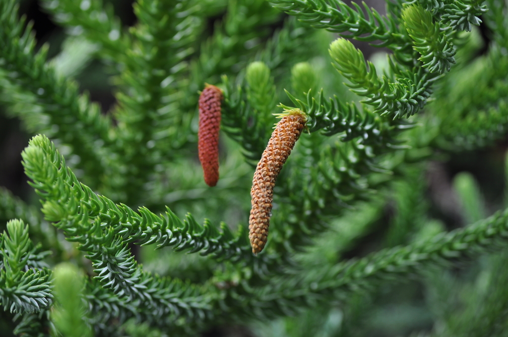 (Araucaria cunninghamii papuana) - Botanical Realm