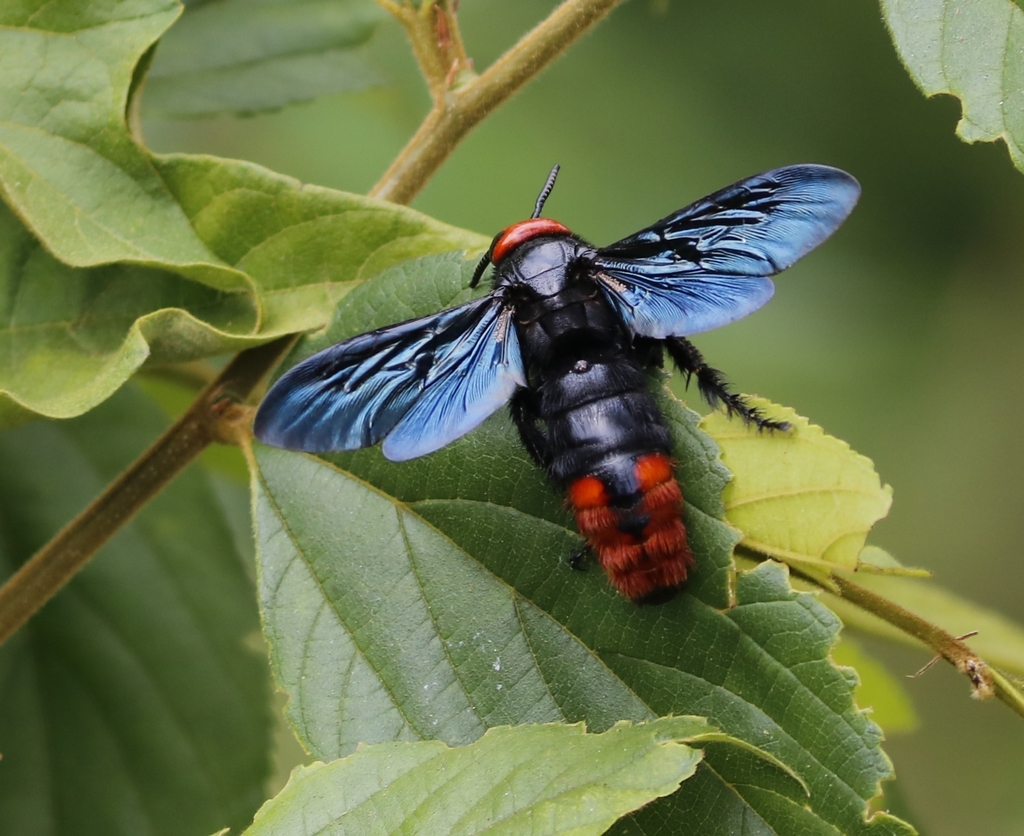 Megascolia azurea from Yercaud on 30 March, 2018 at 01:27 PM by ...