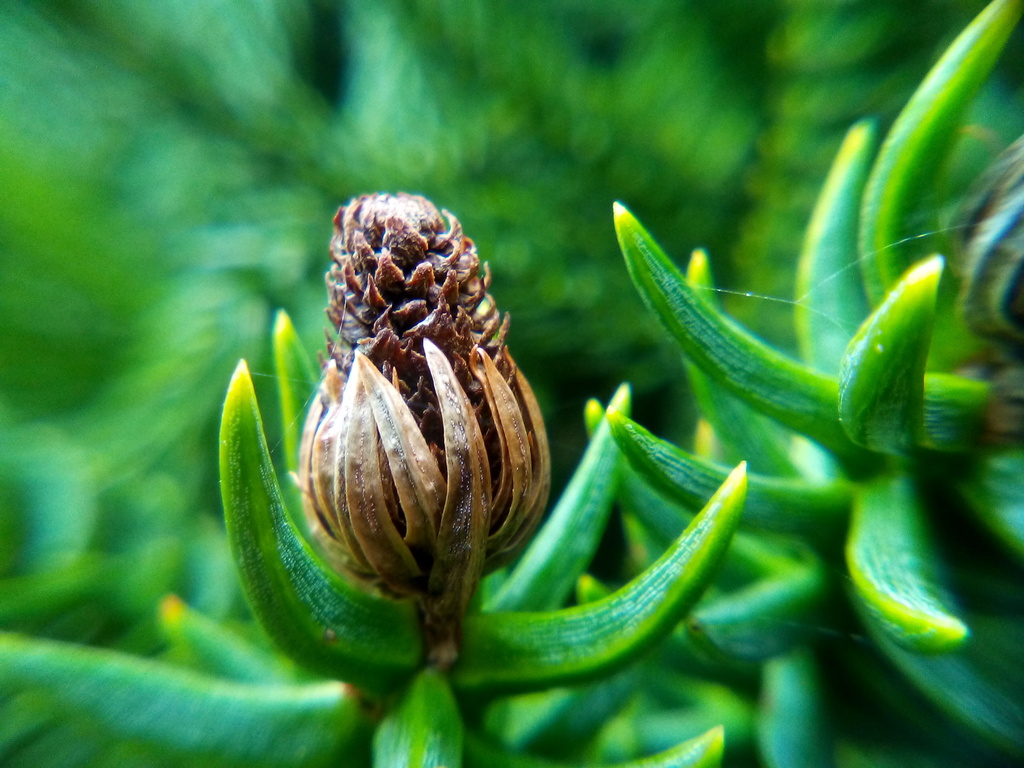 (Araucaria cunninghamii papuana) - Botanical Realm