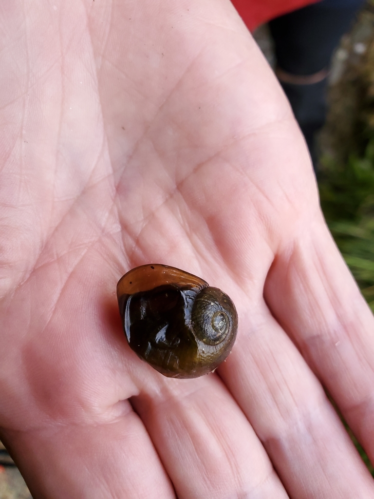 Rhytididae in February 2021 by rempson. Damaged but still alive ...