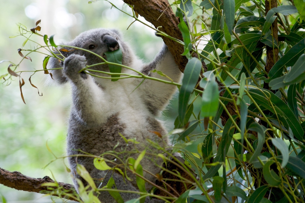 Mammals (Mammalia) - Know Your Mammals