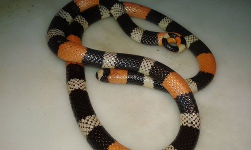 Trinidad Ribbon Coral Snake (Micrurus diutius) - Snakes and Lizards