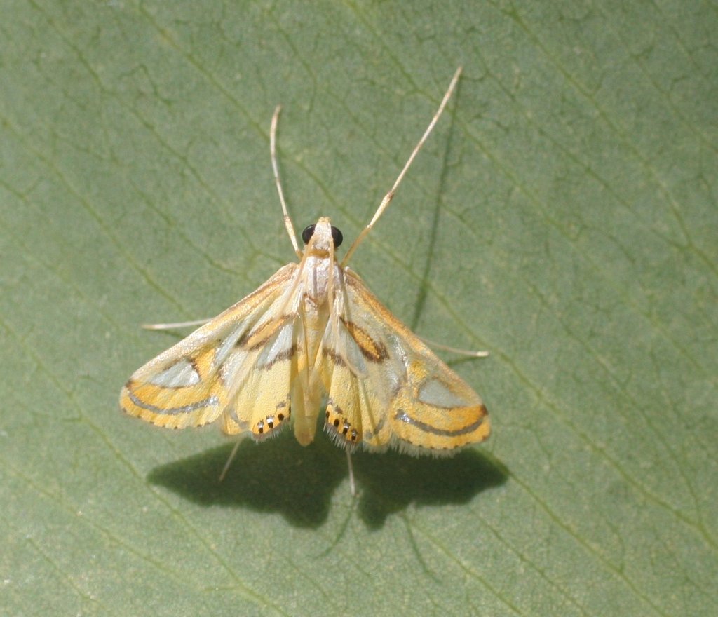 Theila triplaga from Kununurra WA 6743, Australia on November 24, 2009 ...