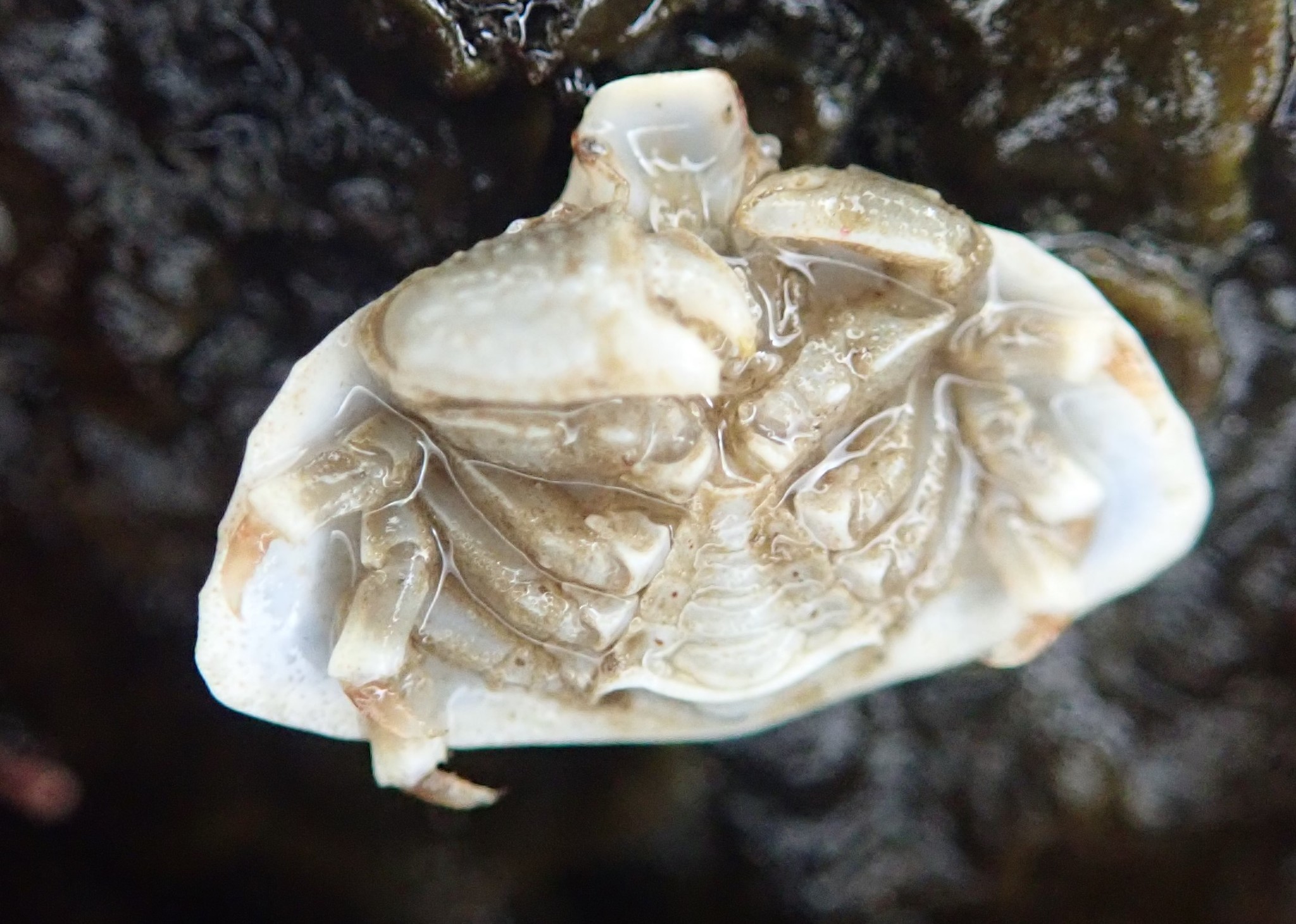 Cryptolithodes typicus Brandt, 1848