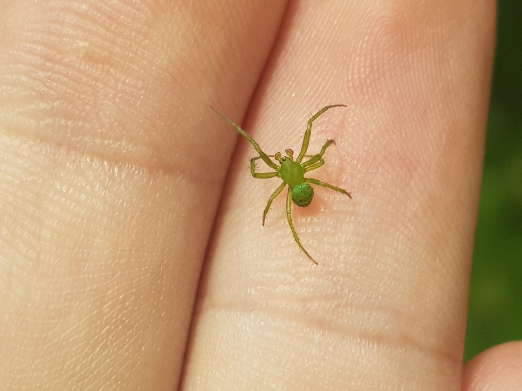 African Cucumber Spiders from Makoni, Zimbabwe on February 26, 2021 at ...