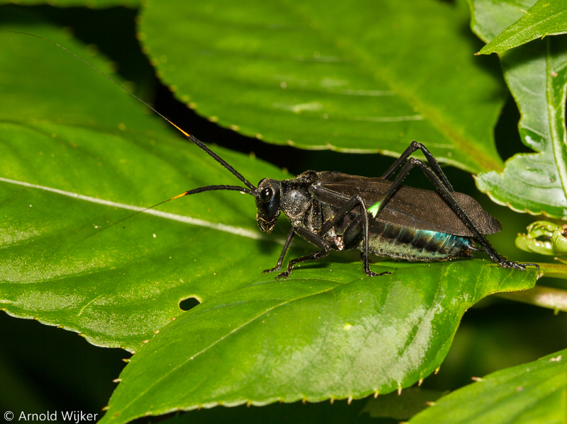 Scaphura nigra from Cachoeiras de Macacu - Rio de Janeiro, 28680-000 ...