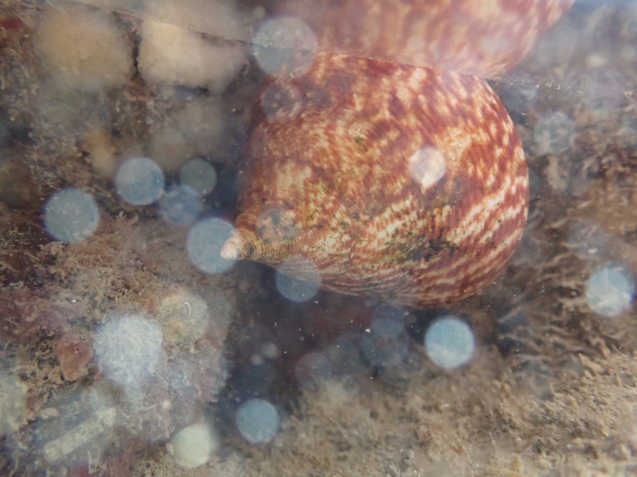 Maurea tigris (Gmelin, 1791)