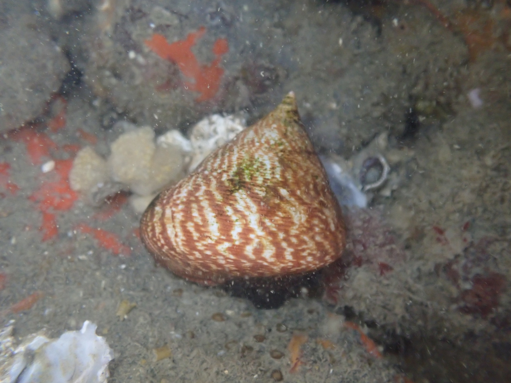 Maurea tigris (Gmelin, 1791)