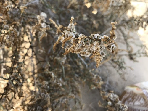 Rimth (Hammada elegans) · iNaturalist