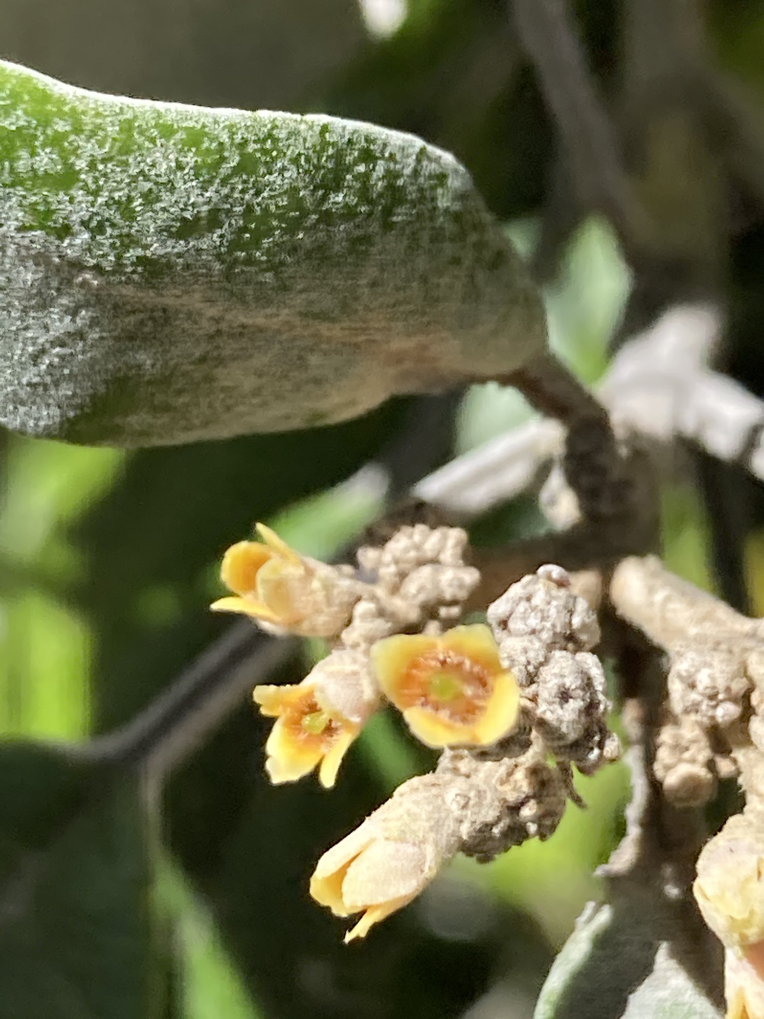 Buddleja nitida Benth.