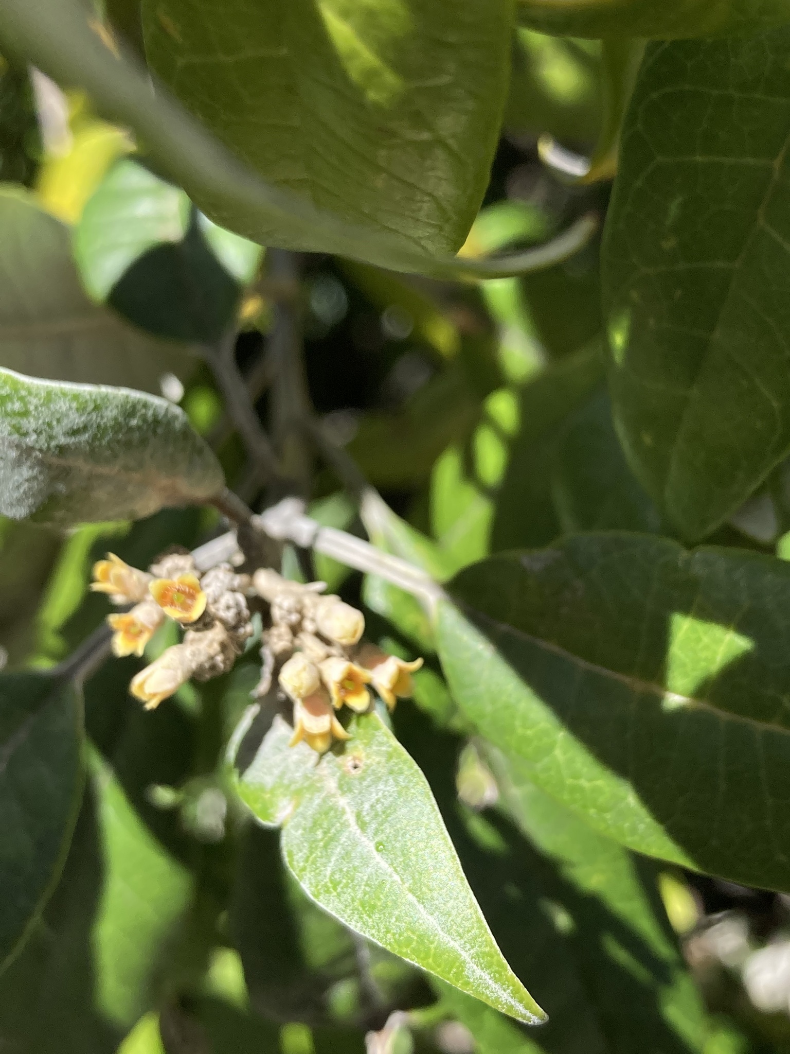 Buddleja nitida Benth.