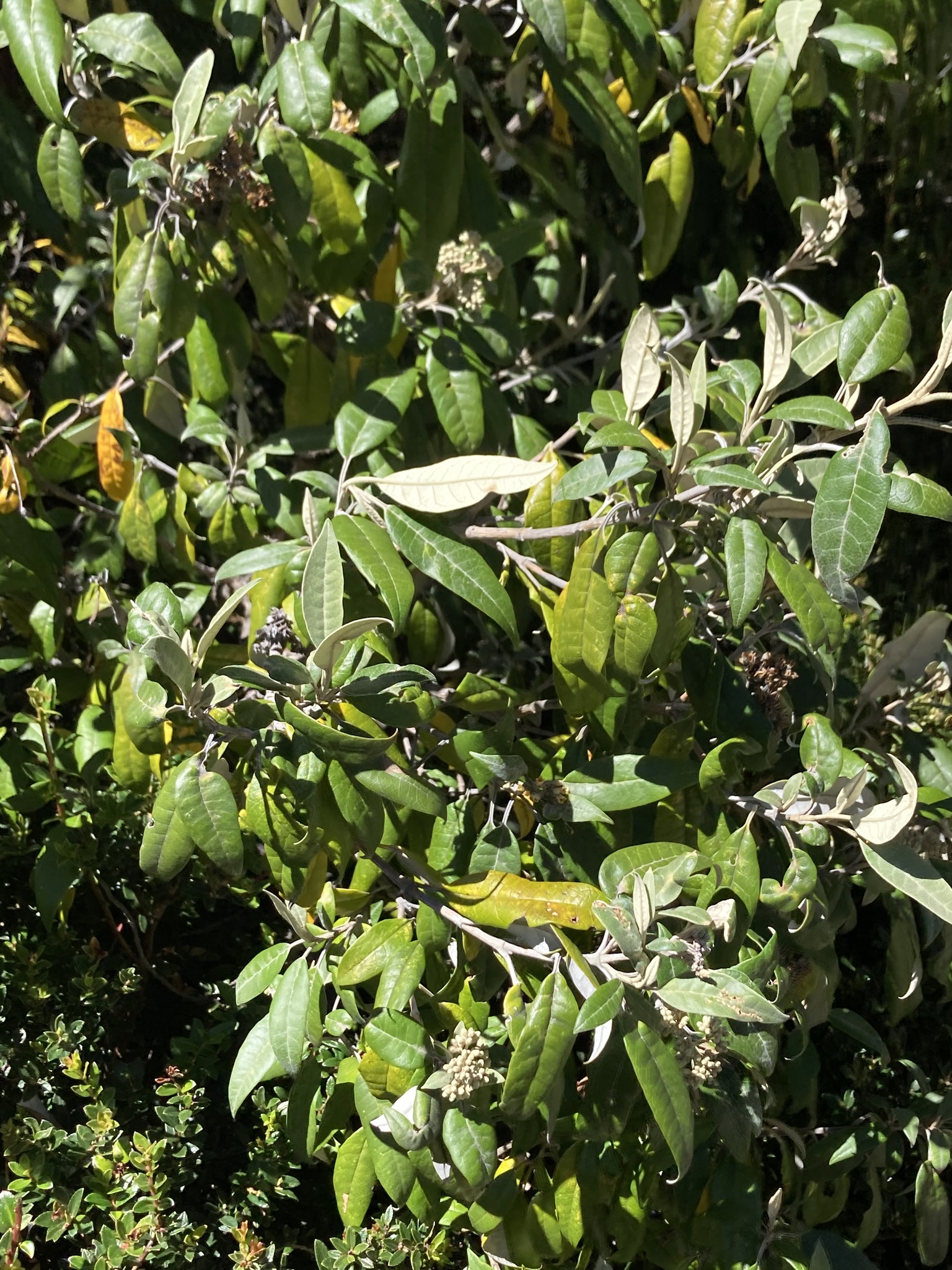 Buddleja nitida Benth.