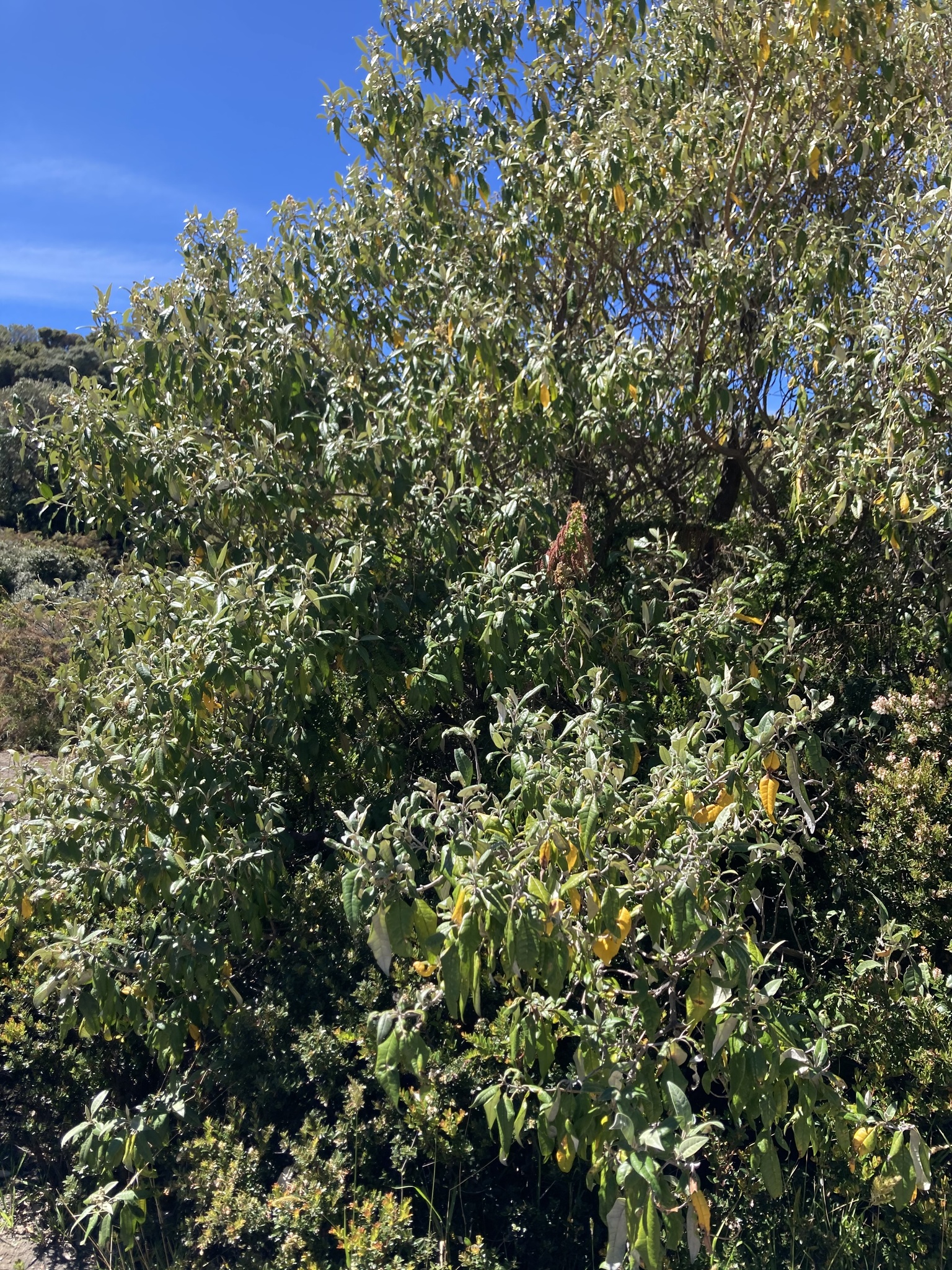Buddleja nitida Benth.