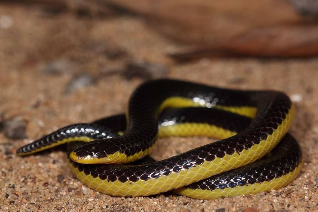 Eastern Purple-glossed Snake in February 2016 by Dylan Leonard ...
