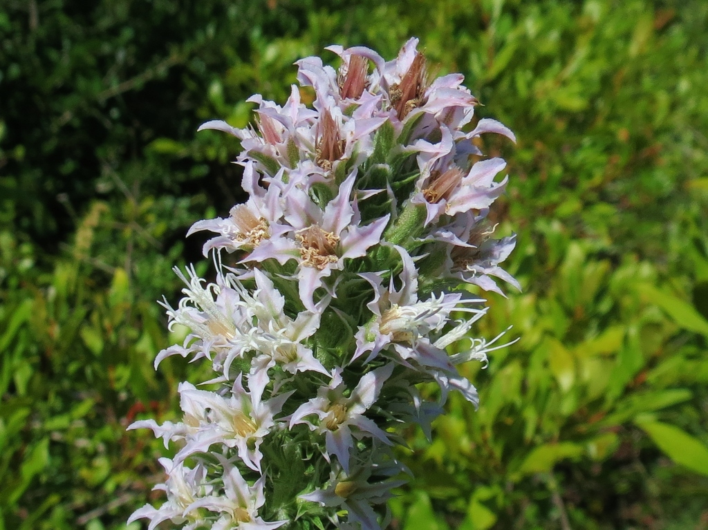 pink-scale blazing star (Liatris hesperelegans) - Botanical Realm