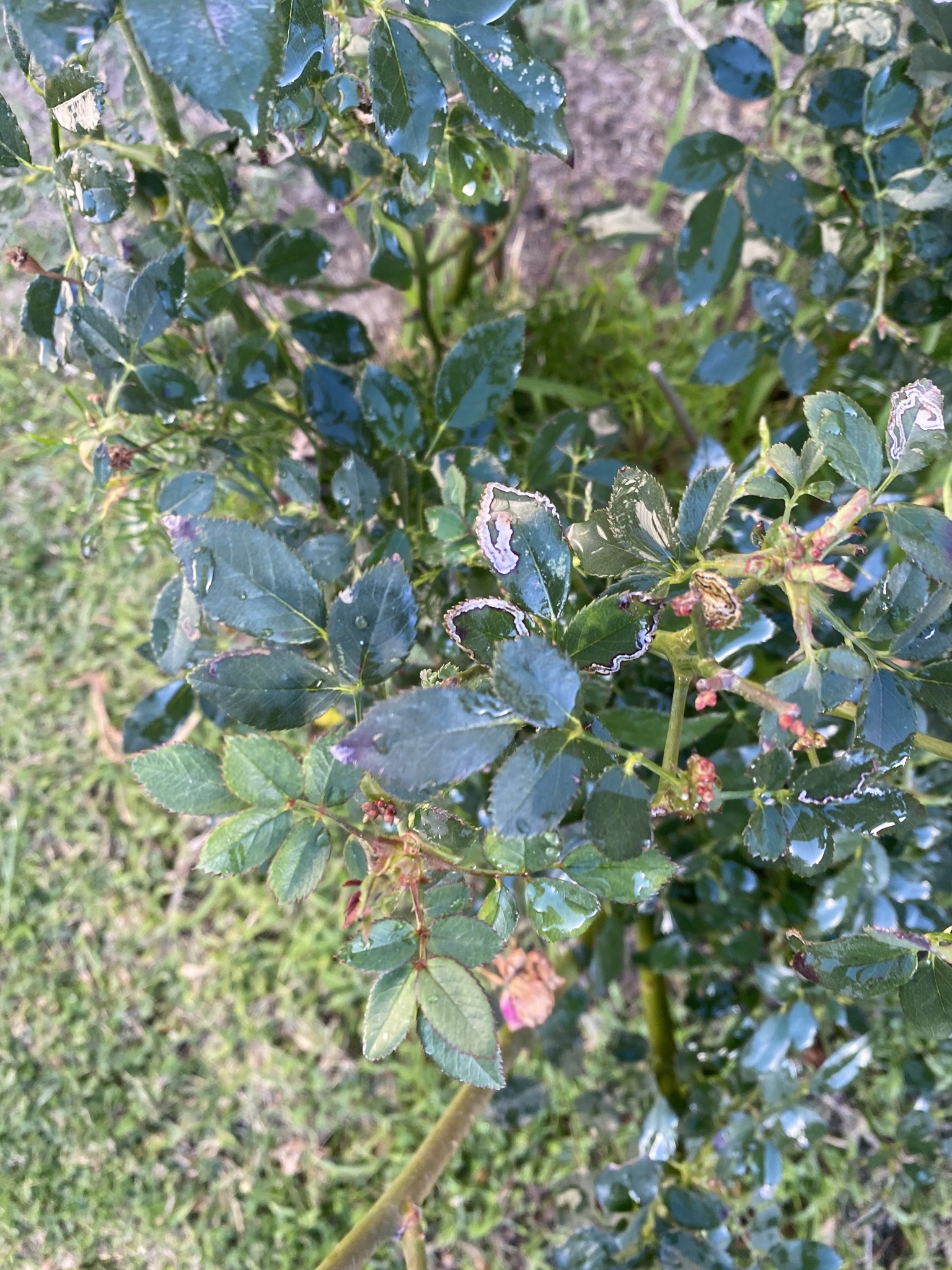 Stigmella centifoliella (Zeller, 1848) Beirne, 1945