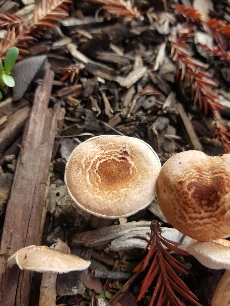 fatal dapperling from Castro Valley, CA, USA on December 10, 2019 at 11 ...
