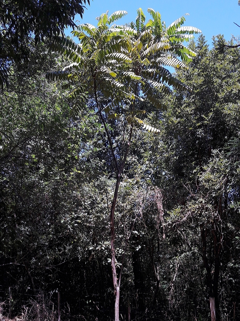 Cedrela fissilis Vell.