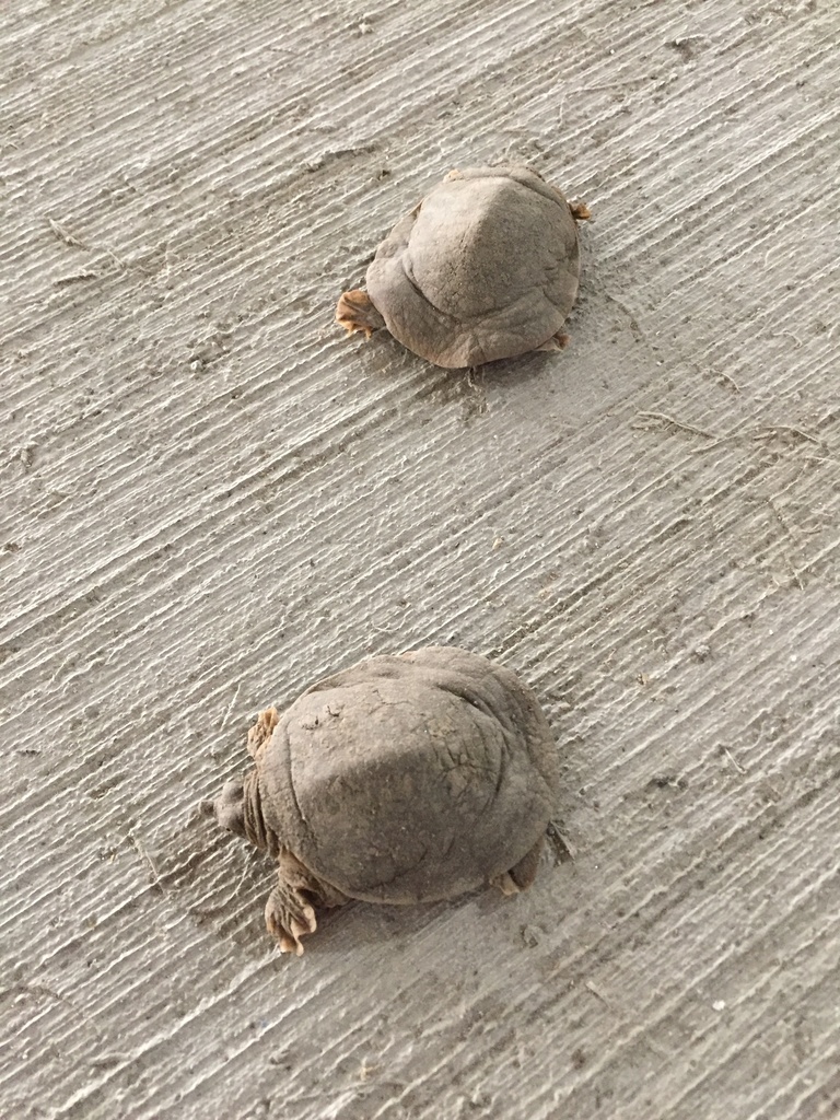 Eastern Spiny Softshell in September 2019 by wriken · iNaturalist