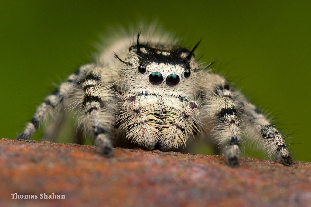 canopy jumping spider in April 2019 by Thomas Shahan · iNaturalist