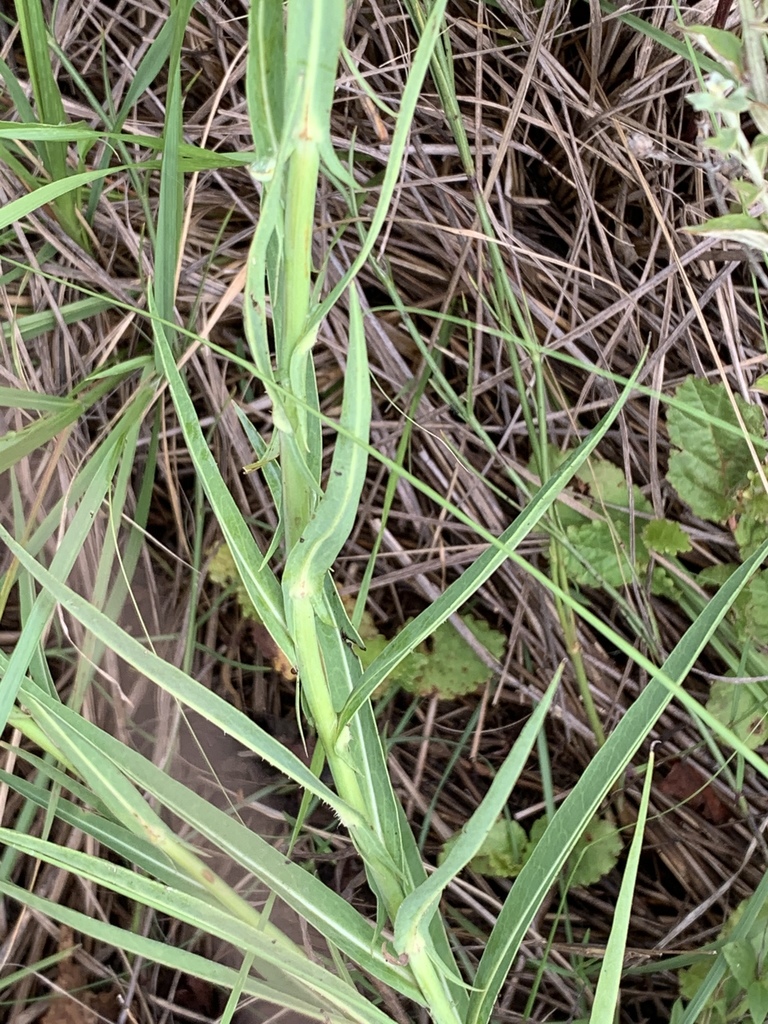 African Lettuce (Lactuca inermis) - Botanical Realm
