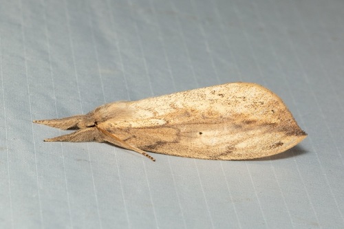 Periergos testacea · iNaturalist Mexico