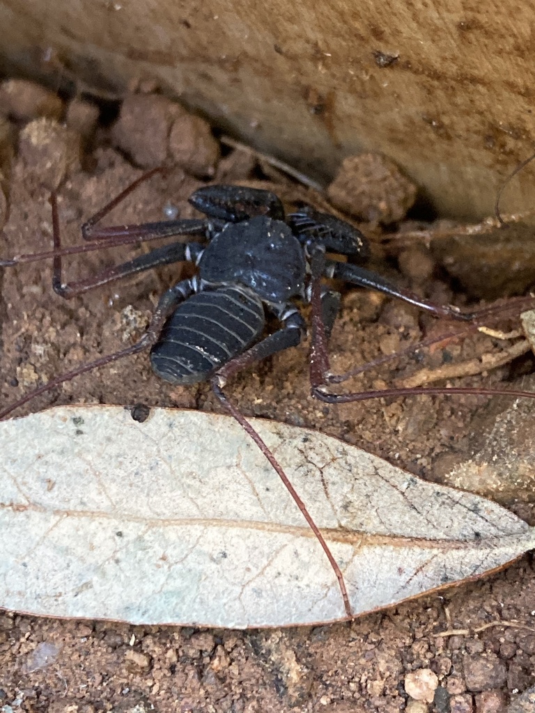 Paraphrynus tokdod from N Via De Lago, Scottsdale, AZ, US on February ...