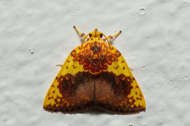 Siglophora haemoxantha from Stephens Place, Frasers Hill, Malaysia on ...