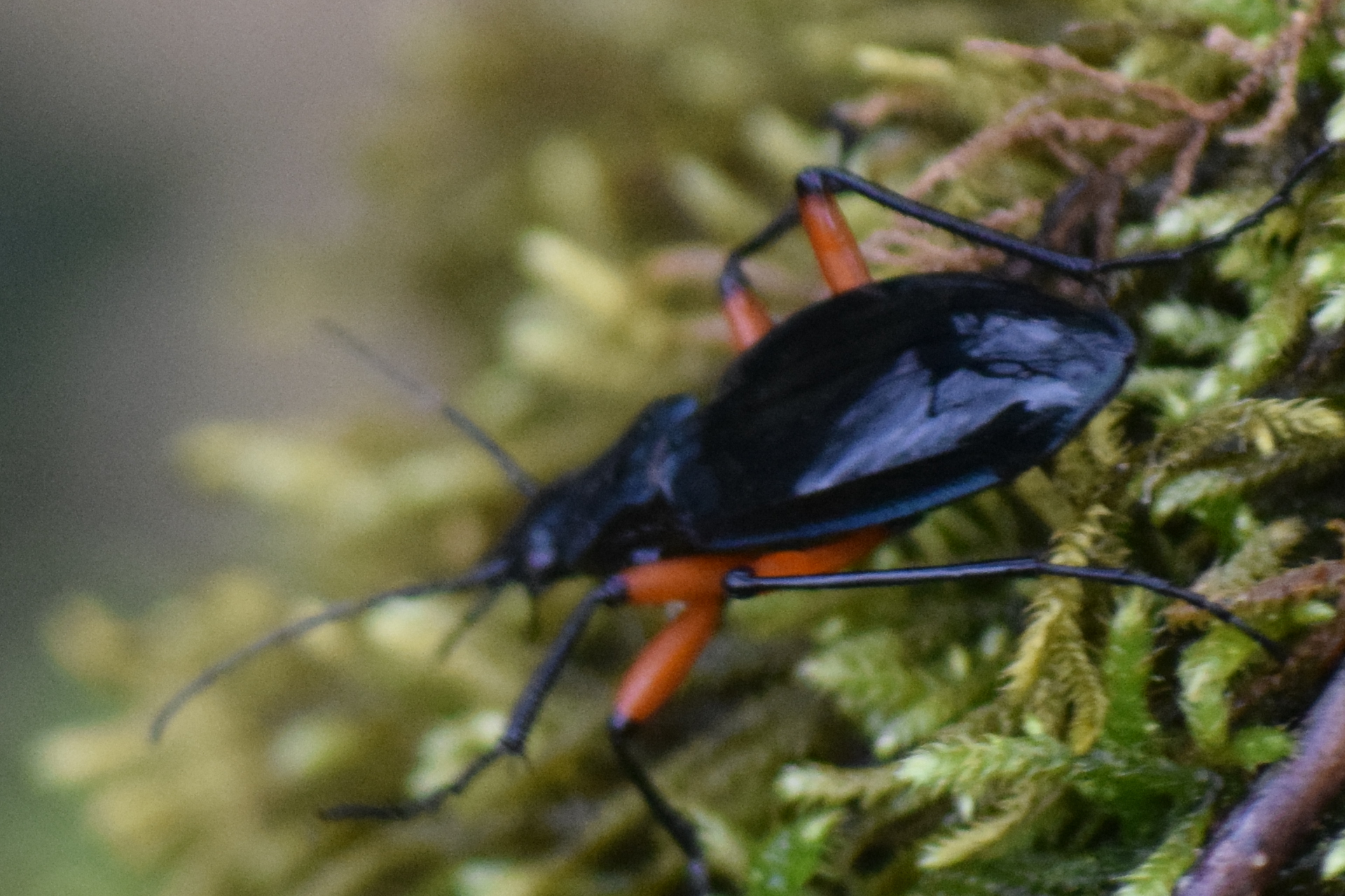 Carabus galicianus Gory, 1839