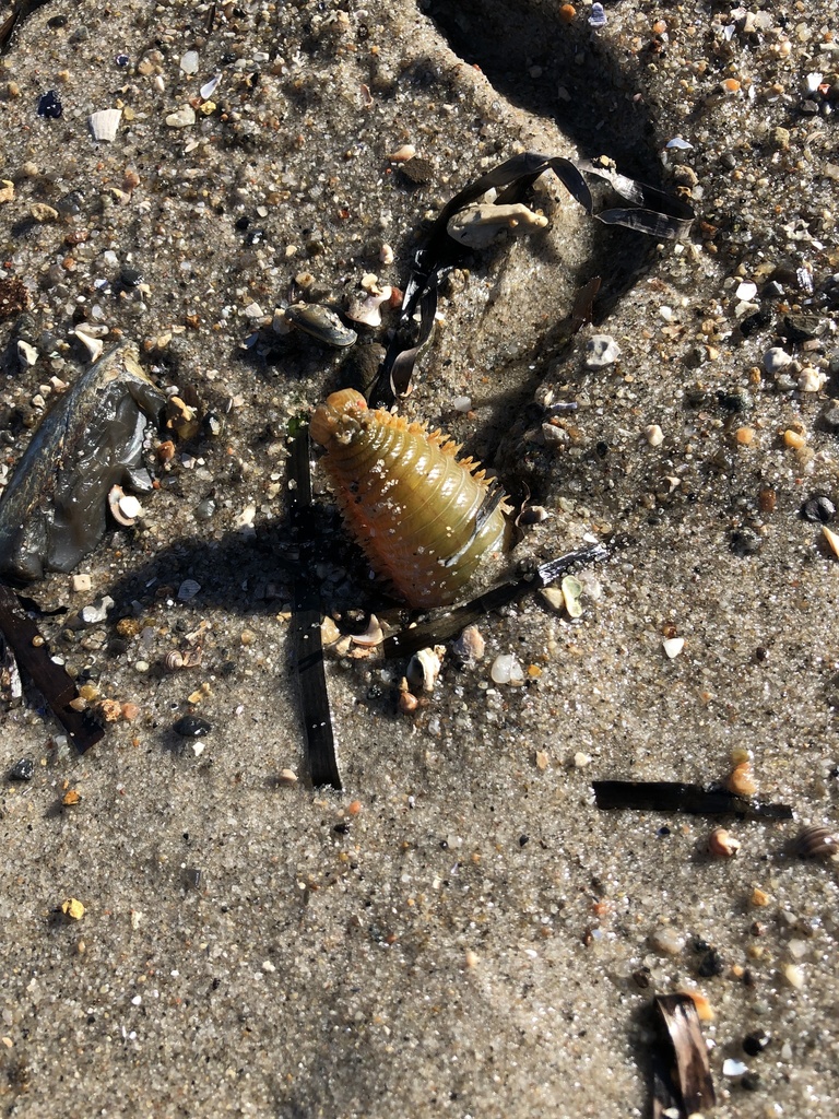 Polychaete Worms from Fur, Fur, Midtjylland, DK on February 27, 2021 at ...