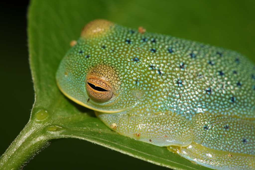 Granular Glass Frog from near Gamboa on March 22, 2017 at 12:53 AM by ...