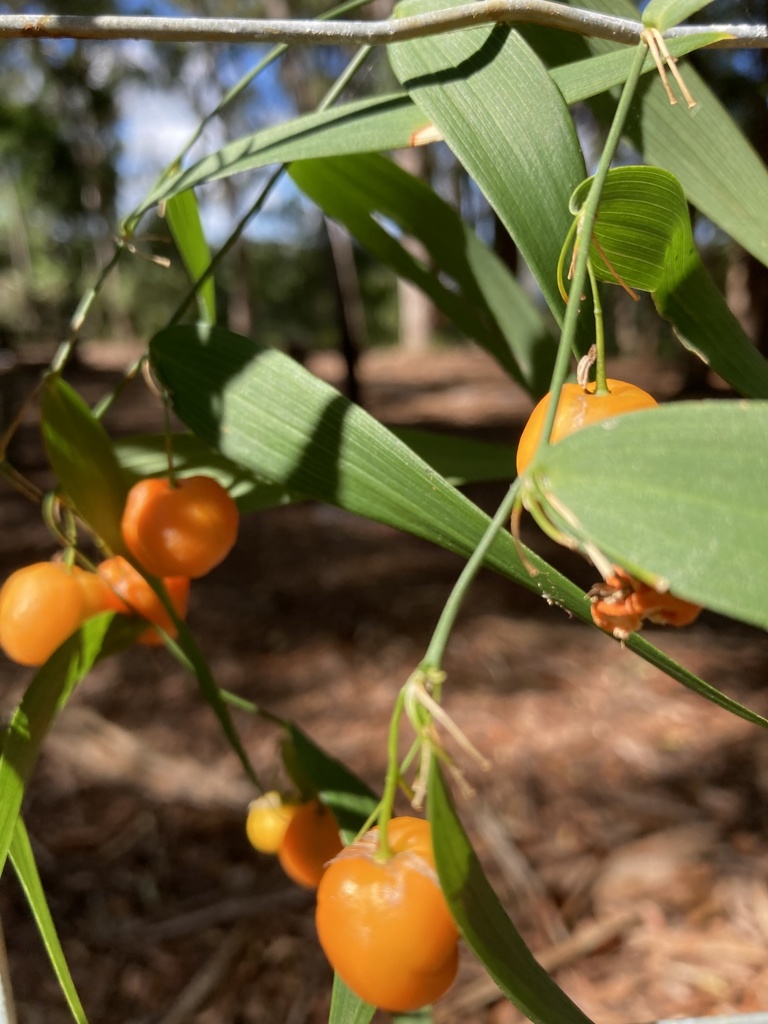 Wombat Berry from Fraser Island, Fraser Island, QLD, AU on February 26 ...