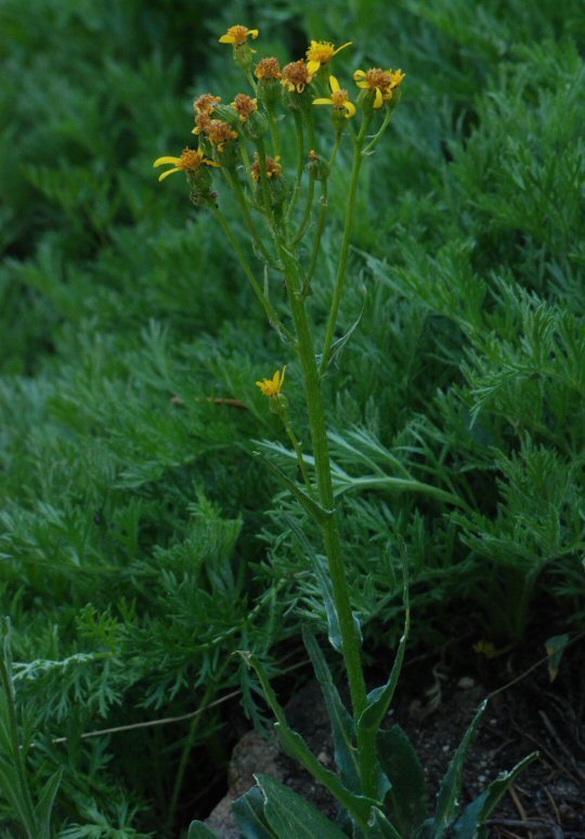 Tall western groundsel (Plants of Crawford State Park) · iNaturalist