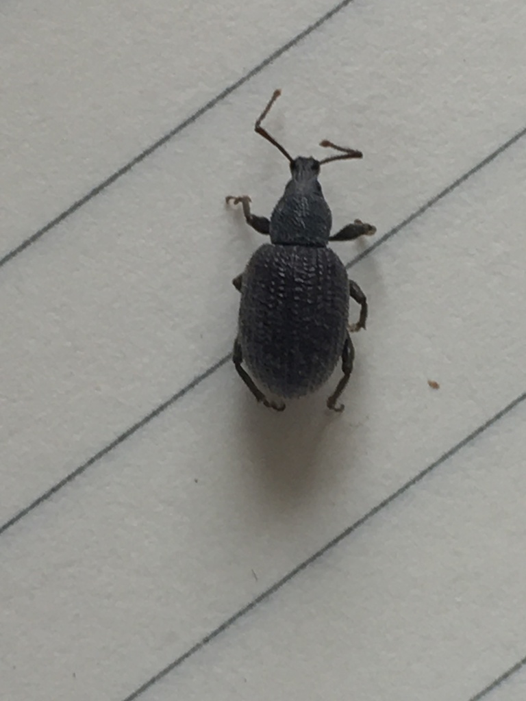 Rough strawberry root weevil from Stanton Crescent, Hoon Hay ...