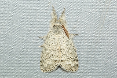 Calliteara mundi · iNaturalist