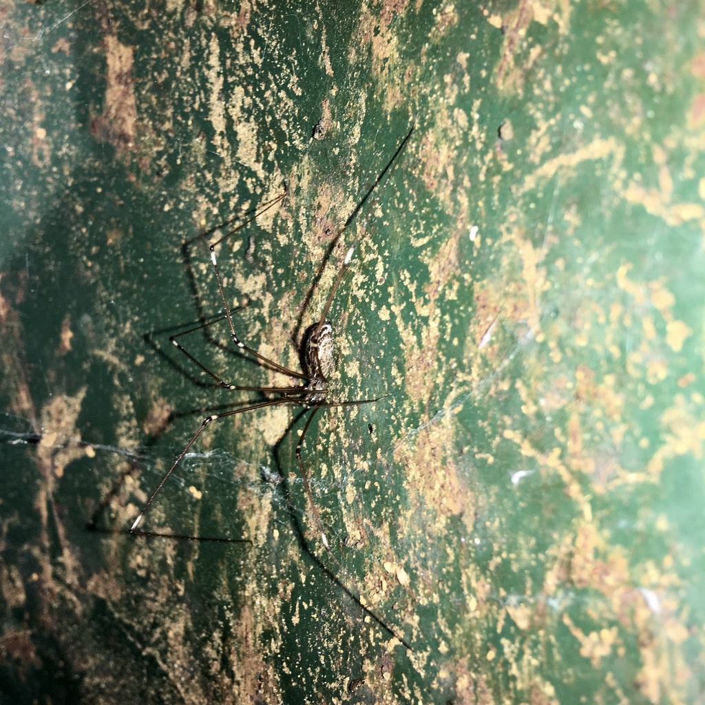 Natal Cellar Spider in November 2018 by Shannon Foreman · iNaturalist