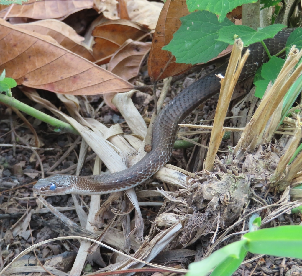 Puerto Rican Racer (Borikenophis portoricensis) - Snakes and Lizards