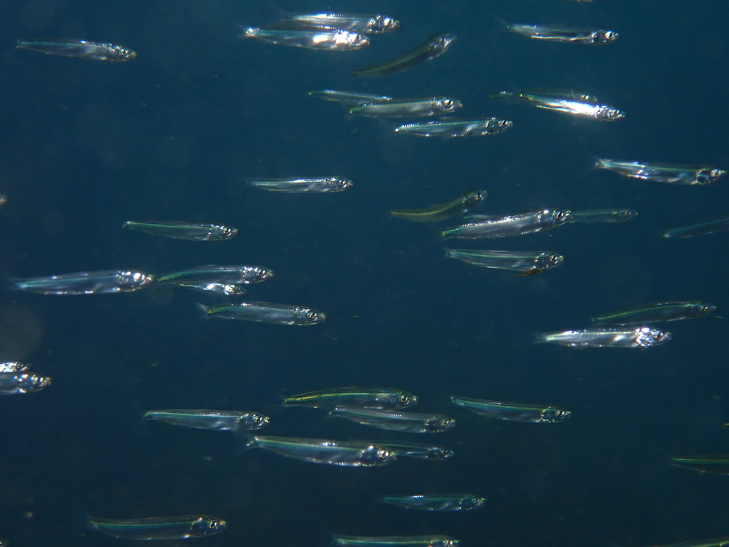 Sandy Sprat from cabbage tree bay, manly on February 20, 2021 at 07:36 ...