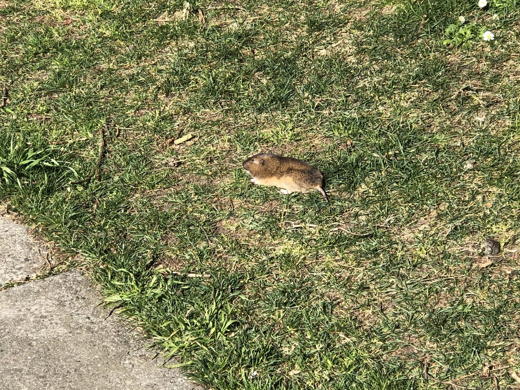 Botta's Pocket Gopher from San Francisco, CA, US on February 27, 2021 ...