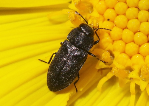 Copper-bellied Jewel Beetle (Anthaxia aeneogaster)