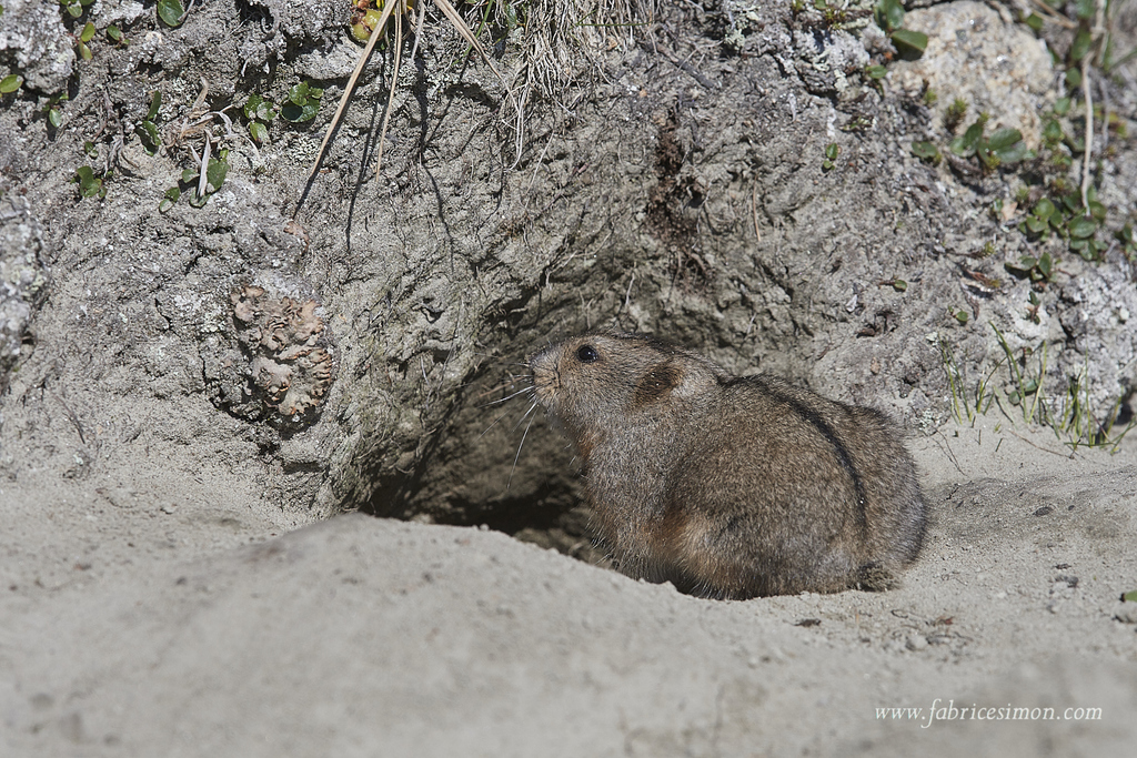Ungava collared lemming (Dicrostonyx hudsonius) - Know Your Mammals